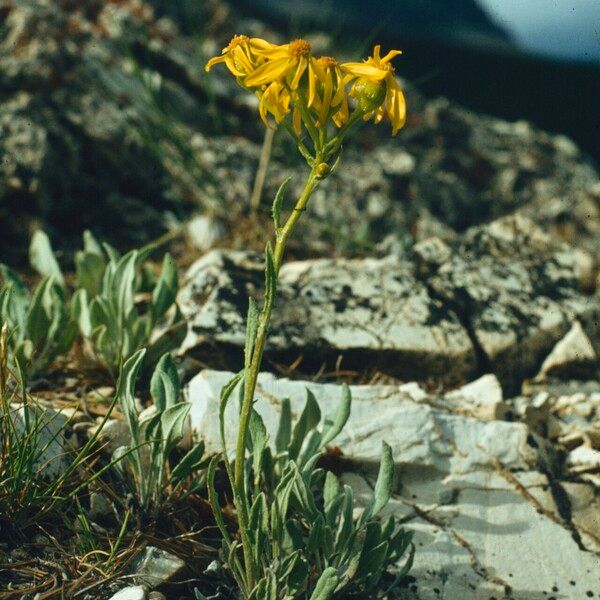 Woolly Groundsel (Packera Cana) Plant Care & How to Grow, Water