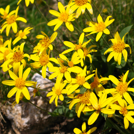 Hoary Groundsel (Packera Werneriifolia) Care Guide: Water, Soil ...