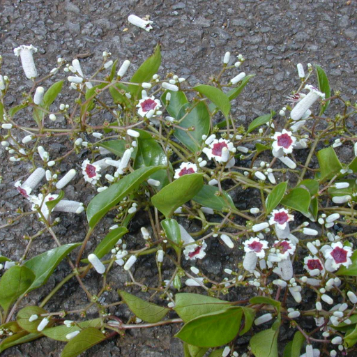 Stinkvine (Paederia Foetida) Plant Care & How to Grow, Water