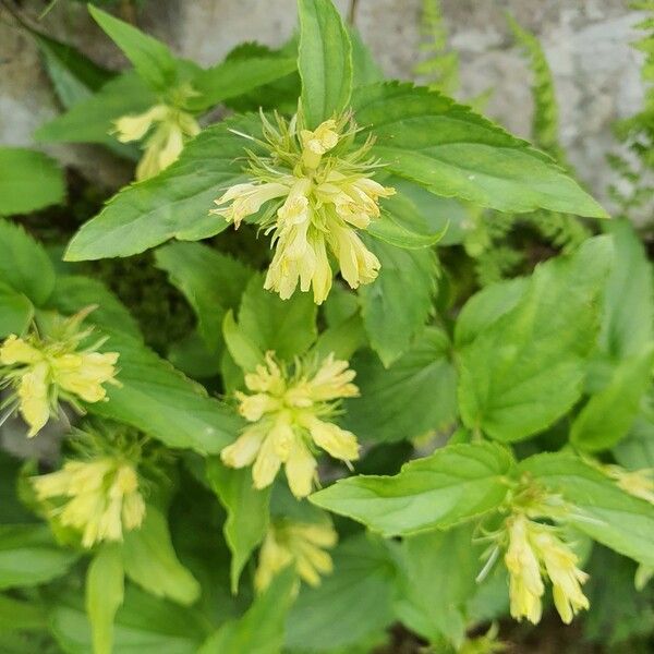 Yellow Veronica (Paederota Lutea) Plant Care & How to Grow, Water