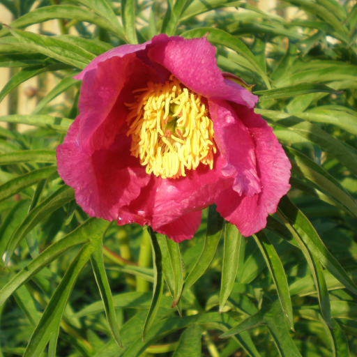Anomalous Peony (Paeonia Anomala) Plant Care & How to Grow, Water