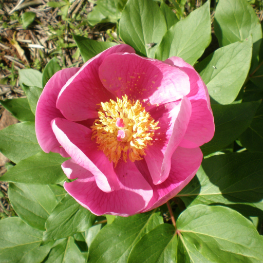 Brotero's Peony (Paeonia Broteri) Plant Care & How to Grow, Water