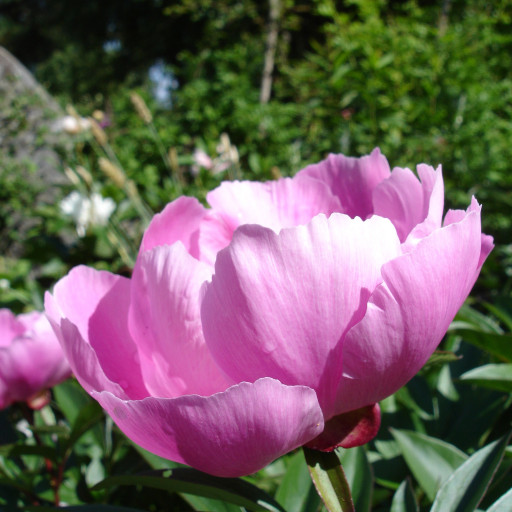 Chinese Peony (Paeonia Lactiflora) Plant Care & How to Grow, Water