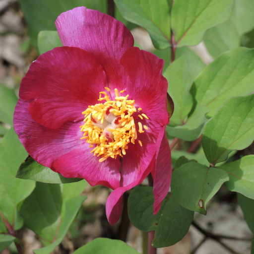 Wild Peony (Paeonia Mascula) Plant Care & How to Grow, Water