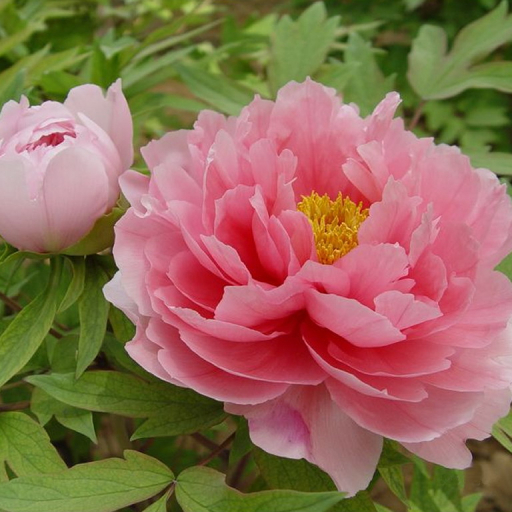 Paeonia Moutan Plant Care & How to Grow, Water