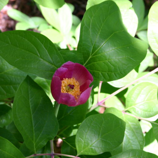 Woodland Peony (Paeonia Obovata) Plant Care & How to Grow, Water