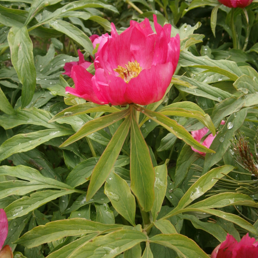 Common Peony (Paeonia Officinalis) Plant Care & How to Grow, Water