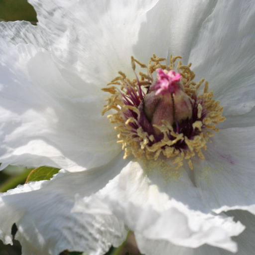 Paeonia Ostii Plant Care & How to Grow, Water