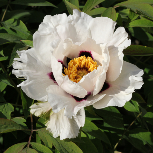 Rock's Peony (Paeonia Rockii) Plant Care & How to Grow, Water