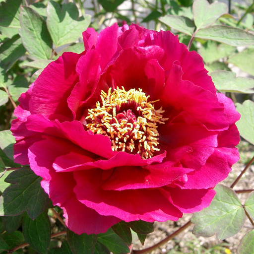 Tree Peony (Paeonia Suffruticosa) Plant Care & How to Grow, Water