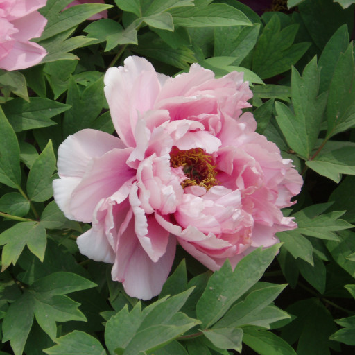 Peonies (Paeonia) Care Guide: Water, Soil & Propagation - Plantiary