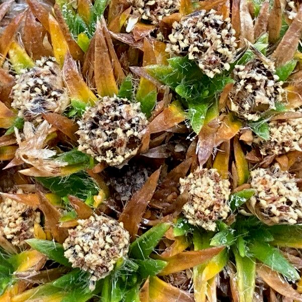 Paepalanthus Pilosus Plant Care & How to Grow, Water