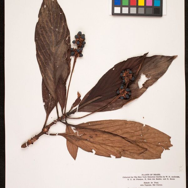 Pagamea Plicata Care Guide: Water, Soil & Propagation - Plantiary