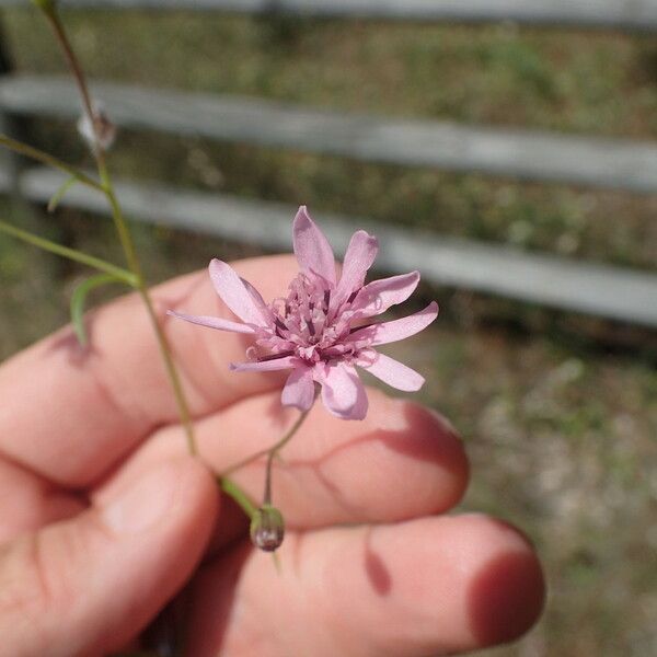 Reverchon's Palafox (Palafoxia Reverchonii) Plant Care & How to Grow, Water