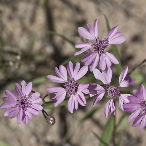 Othake (Palafoxia Sphacelata) Plant Care & How to Grow, Water