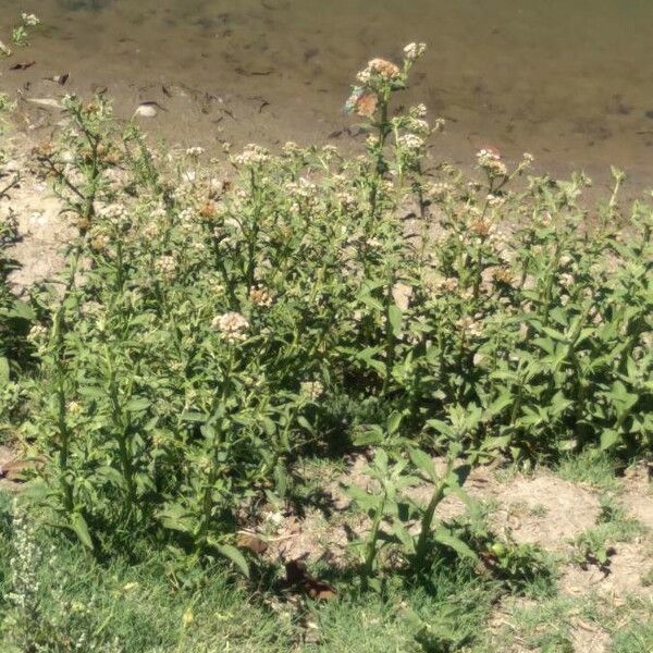 Texas Palafox (Palafoxia Texana) Plant Care & How to Grow, Water