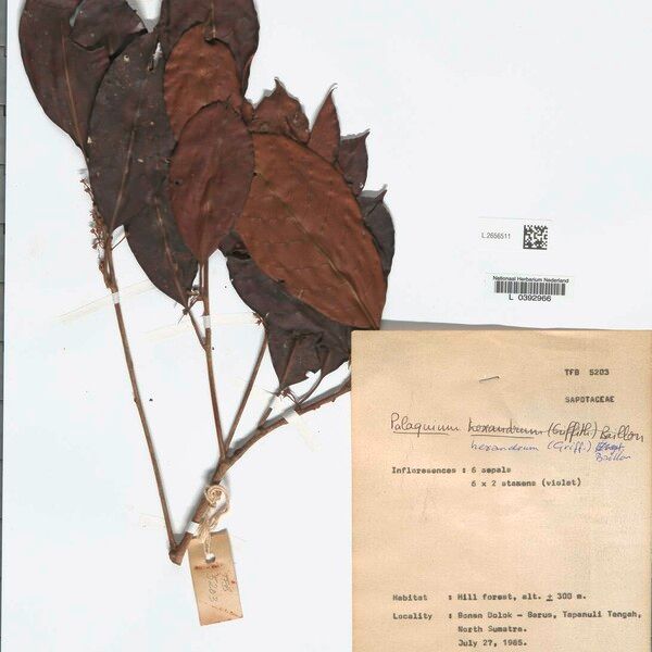 Palaquium Hexandrum Plant Care & How to Grow, Water