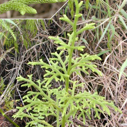 Palhinhaea Cernua Plant Care & How to Grow, Water