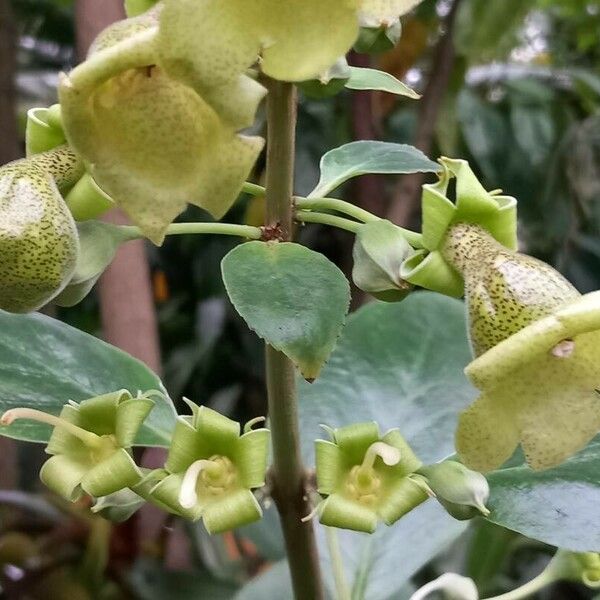 Paliavana Prasinata Plant Care & How to Grow, Water
