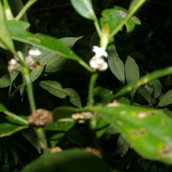 Palicourea Axillaris Care Guide: Water, Soil & Propagation - Plantiary