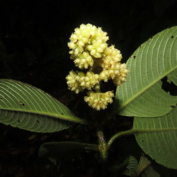 Palicourea Pilosa Plant Care & How to Grow, Water