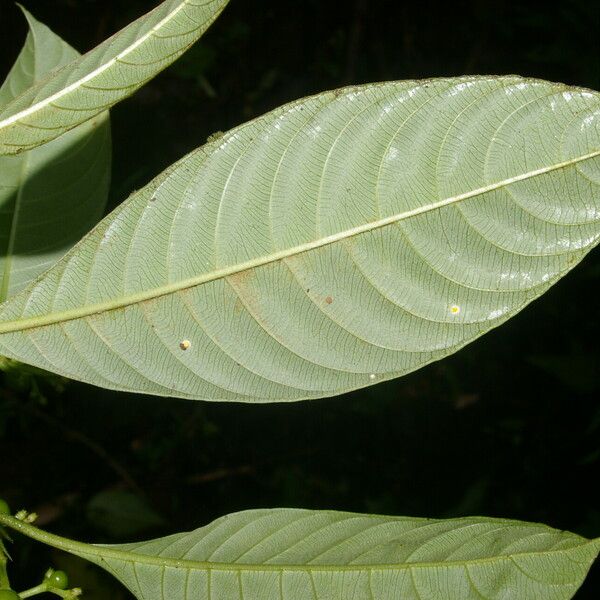 Palicourea Racemosa Plant Care & How to Grow, Water