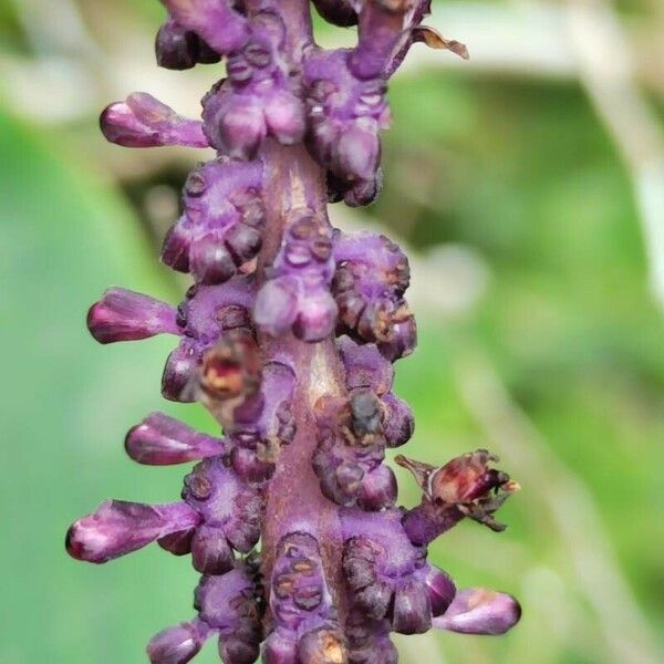 Palisota Ambigua Plant Care & How to Grow, Water