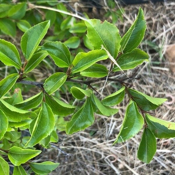Thorny Wingnut (Paliurus Ramosissimus) Plant Care & How to Grow, Water