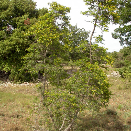 Jerusalem Thorn (Paliurus Spina-christi) Plant Care & How to Grow, Water