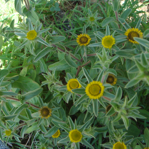 Spiny Starwort (Pallenis Spinosa) Care Guide: Water, Soil & Propagation ...