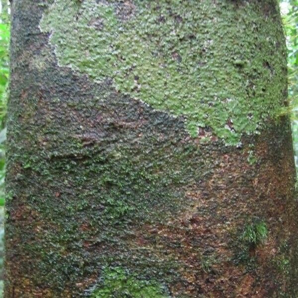 Paloue Riparia Care Guide: Water, Soil & Propagation - Plantiary
