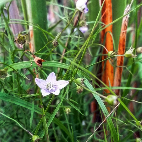 Marsh Bellflower (Palustricodon Aparinoides) Plant Care & How to Grow ...