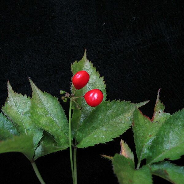 Pseudoginseng (Panax Pseudoginseng) Plant Care & How to Grow, Water