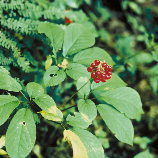 American Ginseng (Panax Quinquefolius) Plant Care & How to Grow, Water