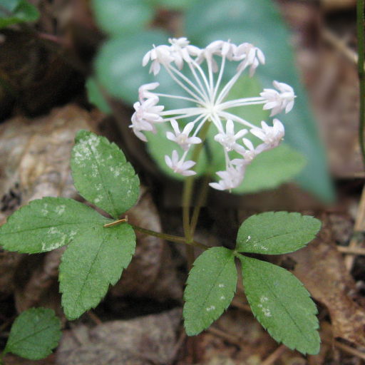Dwarf Ginseng (Panax Trifolius) Care Guide: Water, Soil & Propagation ...