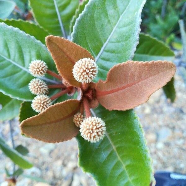 Pancheria Ferruginea Care Guide: Water, Soil & Propagation - Plantiary