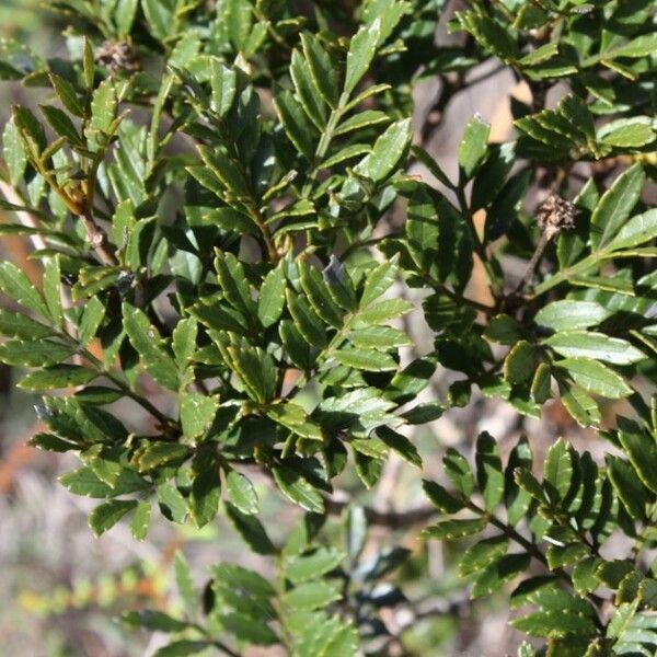 Pancheria Multijuga Plant Care & How to Grow, Water