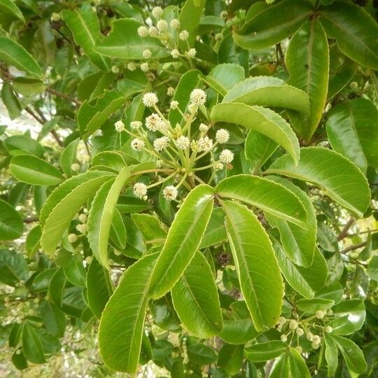 Pancheria Ternata Care Guide: Water, Soil & Propagation - Plantiary