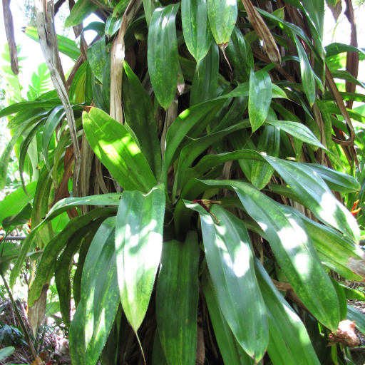 Pandanus Altissimus Care Guide: Water, Soil & Propagation - Plantiary