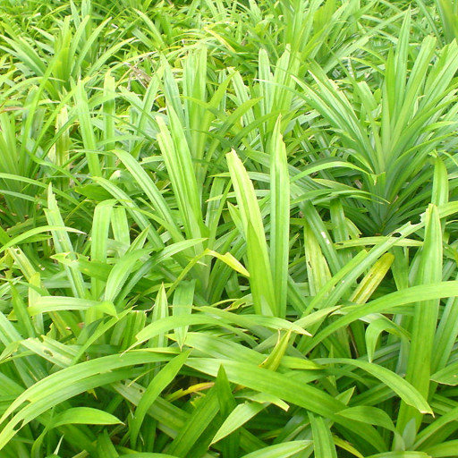 Pandan (Pandanus Amaryllifolius) Plant Care & How to Grow, Water