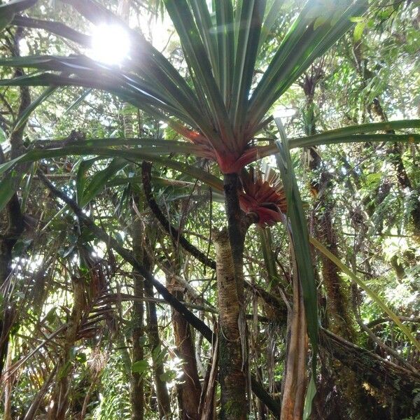 Pandanus Aragoensis Plant Care & How to Grow, Water