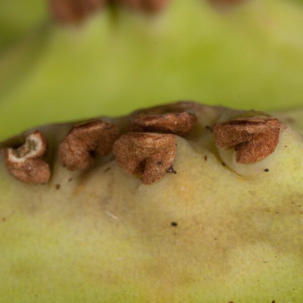 Pandanus Balansae Plant Care & How to Grow, Water