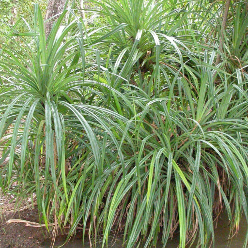 Pandanus Candelabrum Care Guide: Water, Soil & Propagation - Plantiary