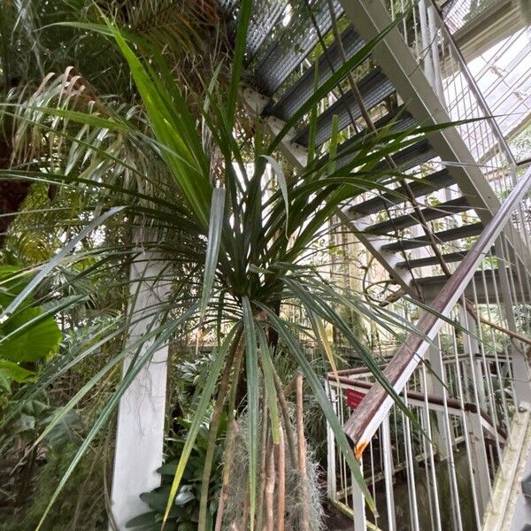 Pandanus Caricosus Plant Care & How to Grow, Water