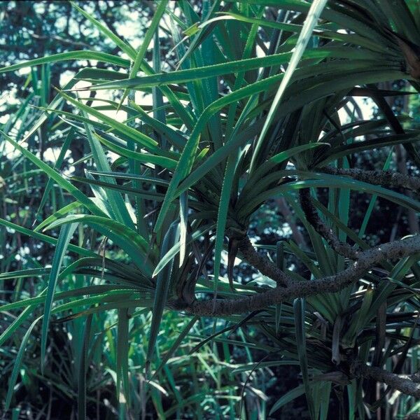 Pandanus Cephalotus Plant Care & How to Grow, Water