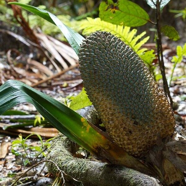 Pandanus Clandestinus Plant Care & How to Grow, Water