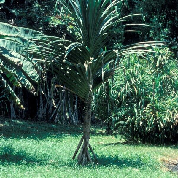 Pandanus Leram Care Guide: Water, Soil & Propagation - Plantiary
