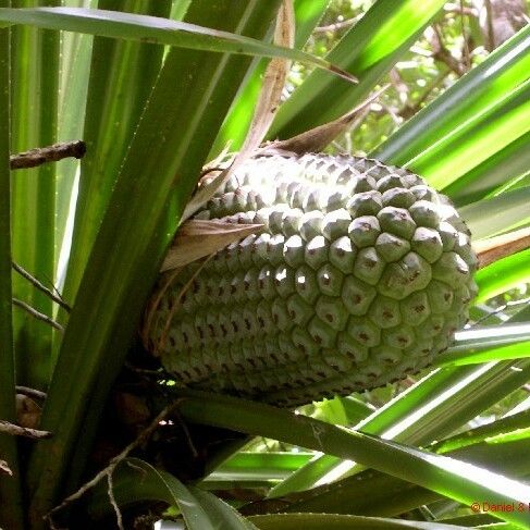 Pandanus Pancheri Plant Care & How to Grow, Water