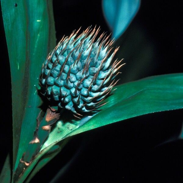 Pandanus Parvus Plant Care & How to Grow, Water