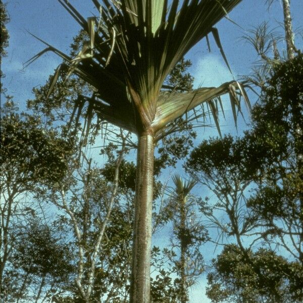Pandanus Pulcher Plant Care & How to Grow, Water
